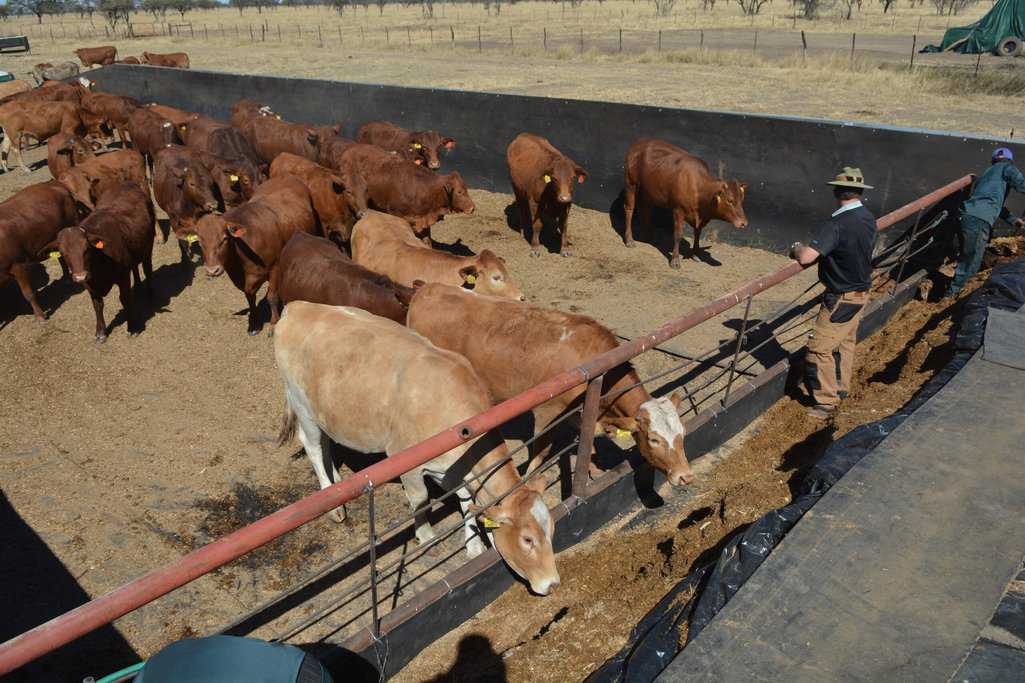 Commercial Cattle – Wag Nou